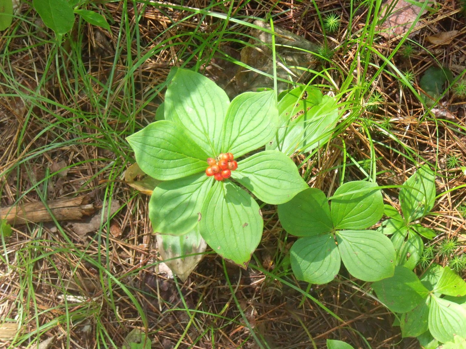 Bunchberry – Cornus Canadensis: Edible & Medicinal Uses of the Little ...