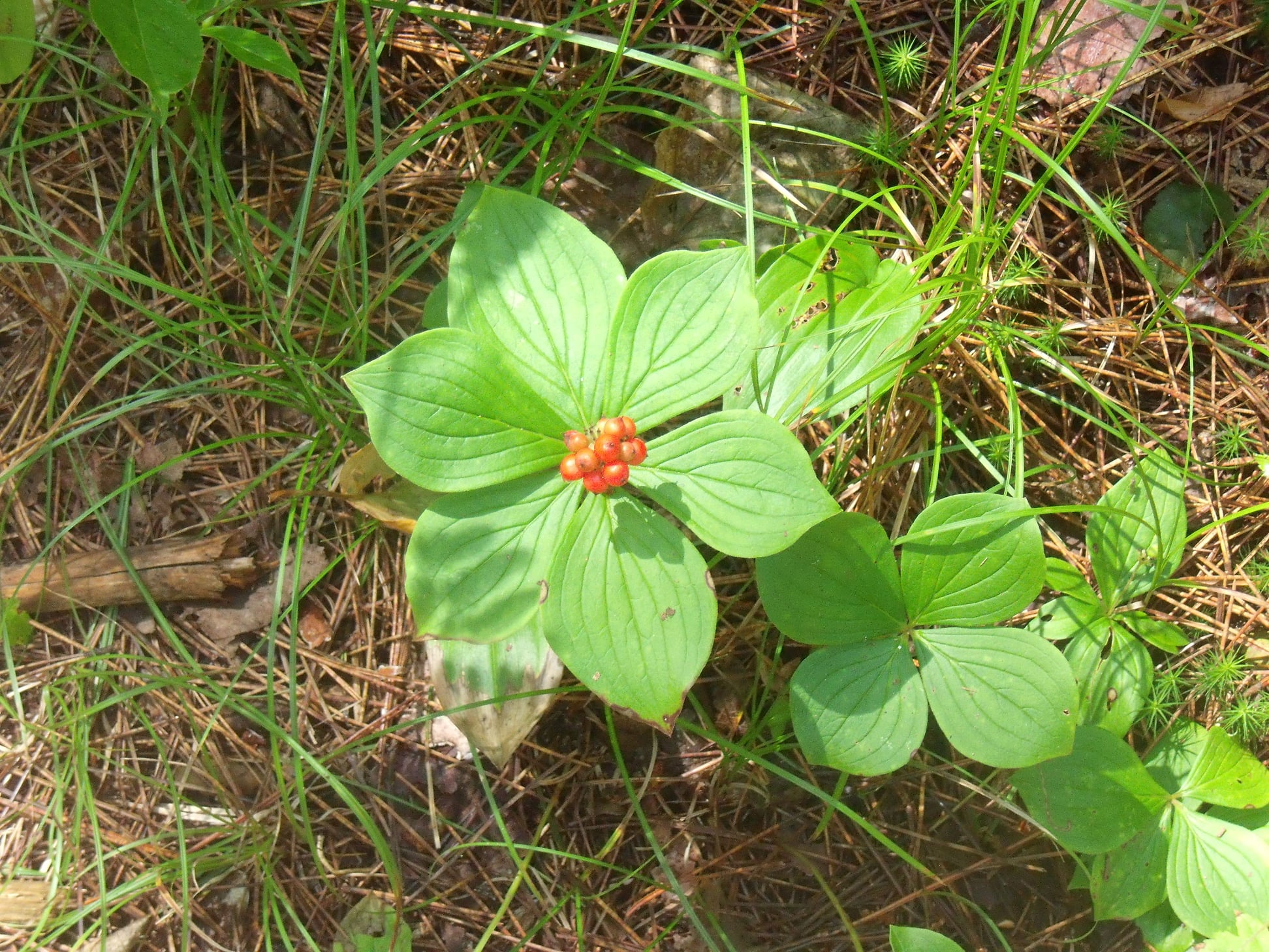 Bunchberry – Cornus Canadensis: Edible & Medicinal Uses of the Little ...