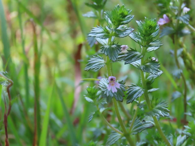 Eyebrights – Euphrasia SPP.: Edible & Medicinal Uses of the Eye Wash of ...