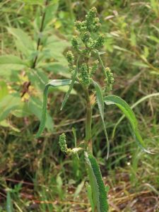 Docks – Rumex SPP.: Edible & Medicinal Uses of the Yellow Root of Wild ...