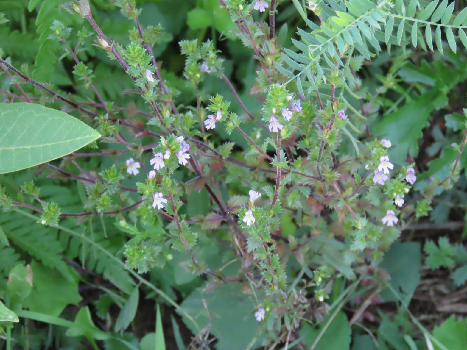 Eyebrights Euphrasia SPP Edible Medicinal Uses Of The Eye Wash Of eyebrights-euphrasia-spp-edible-medicinal-uses-of-the-eye-wash-of