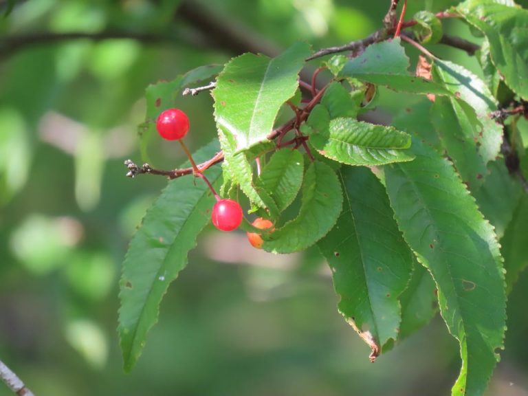 Fire Cherry - Prunus Pensylvanica: Edible & Medicinal Uses of the Bird ...