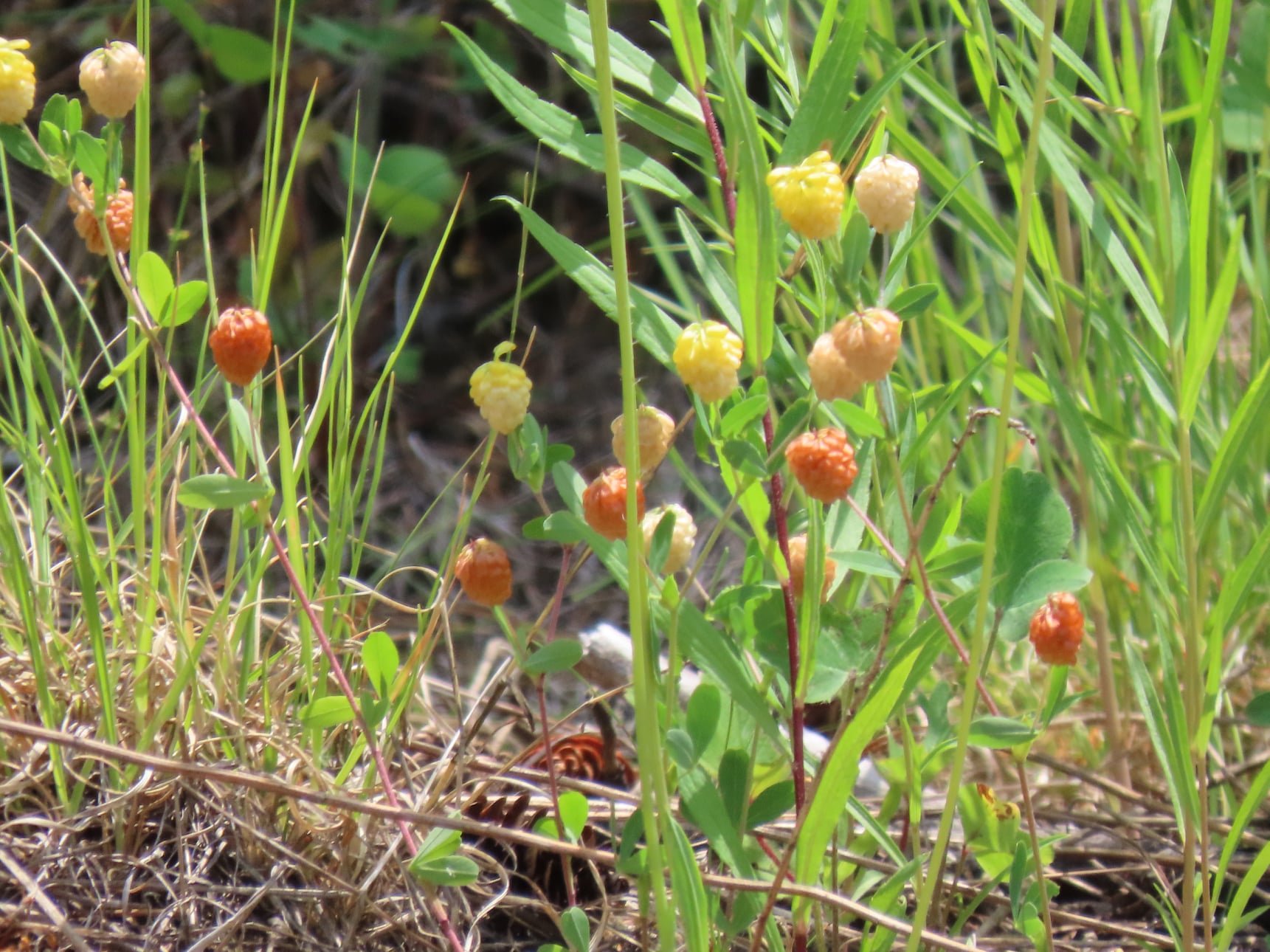 Hop Clover – Trifolium Aureum: Edible & Medicinal Uses of the Yellow ...
