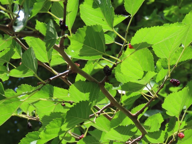 Mulberries - Morus SPP.: Edible & Medicinal Uses of the 1 Endangered vs ...