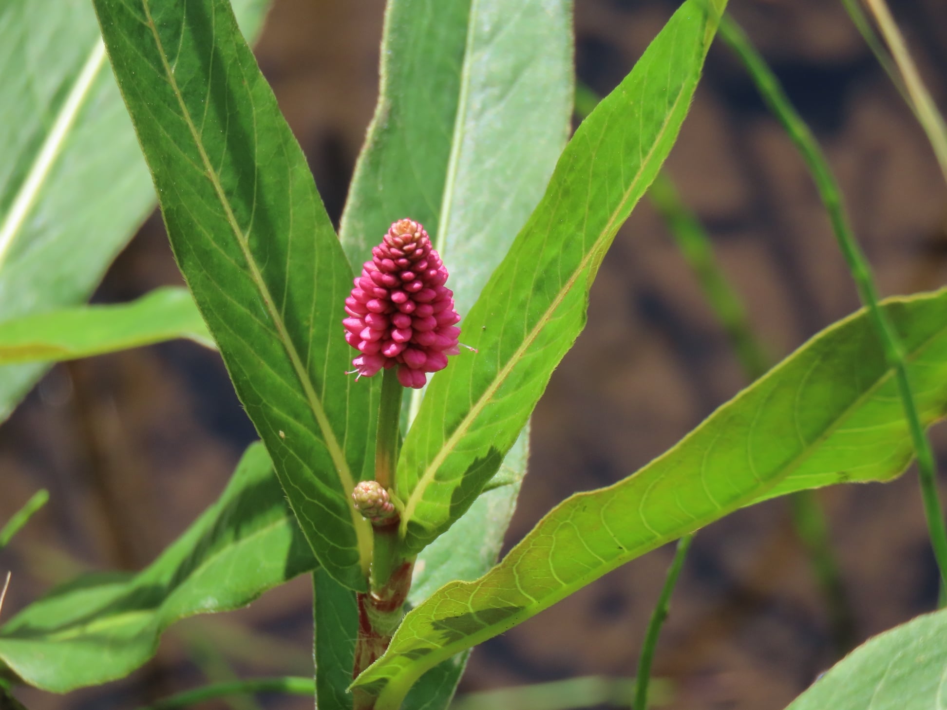 Water Smartweed - Persicaria Amphibia: Edible & Medicinal Uses of the ...