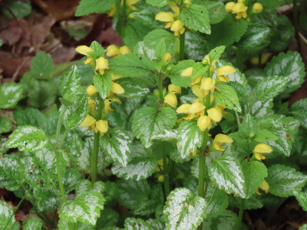 Dead Nettles (Incl. Henbit) - Lamium SPP.: Edible & Medicinal Uses of ...
