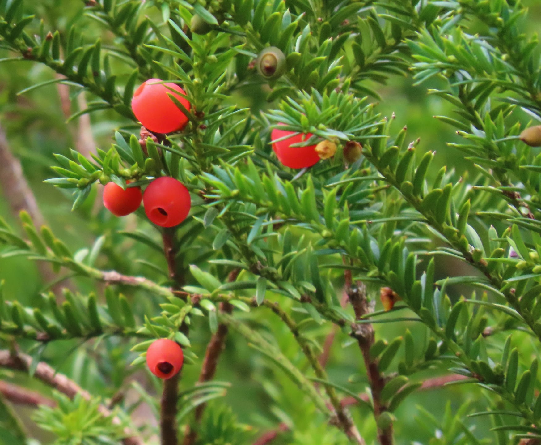 Canadian Yew – Taxus Canadensis: Heartstopper of Not So Edible ...