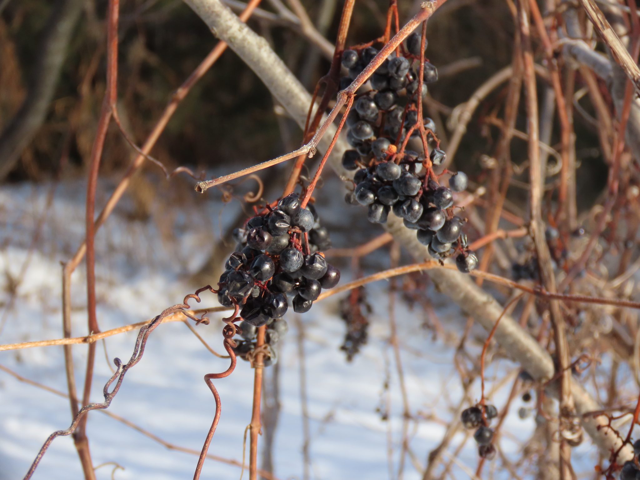 Wild Grapevines - Vitis SPP.: Edible & Medicinal Uses of the Pickle ...