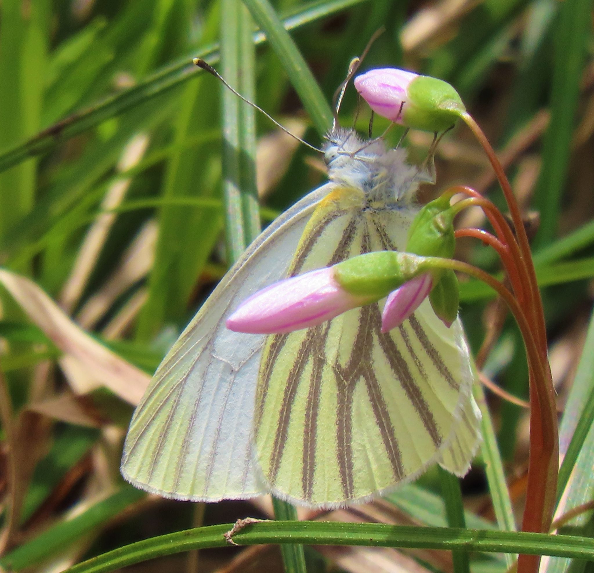 Bittercresses - Cardamine SPP.: Edible & Medicinal Uses of the Pepper ...