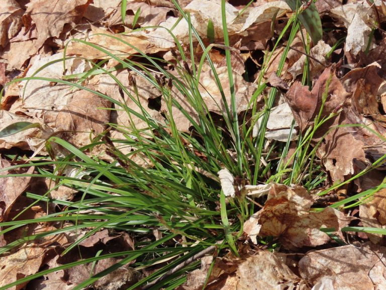 The Wood Folk Diaries: Volume 3, Chapter 7: Eyed Brown in the Sedges ...