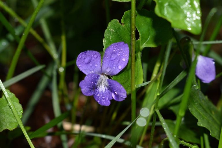 The Wood Folk Diaries: Volume 3, Chapter 10: Violets for Greater ...