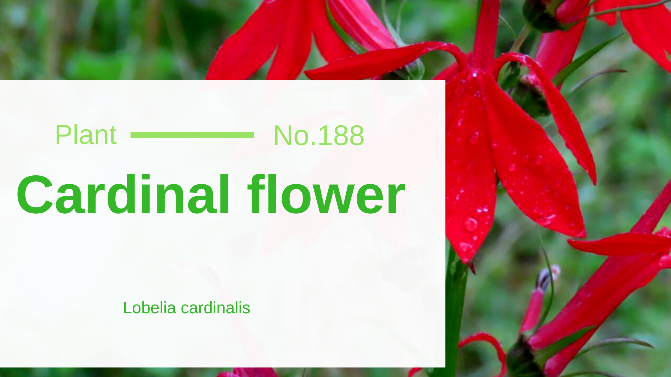 Cardinal Flower – Lobelia Cardinalis: Not-so Edible & Medicinal Uses of ...