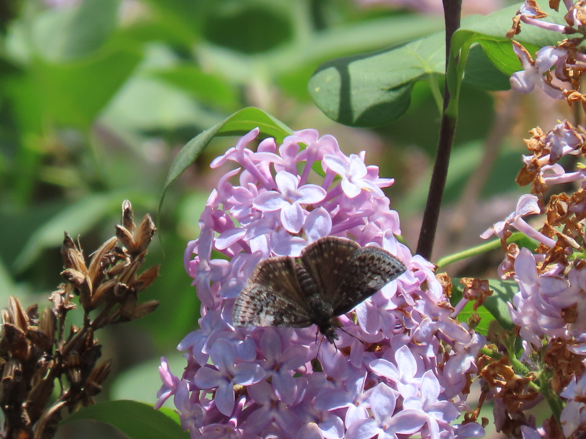 The Wood Folk Diaries: Volume 3, Chapter 15: Dreamy Duskywing in the ...