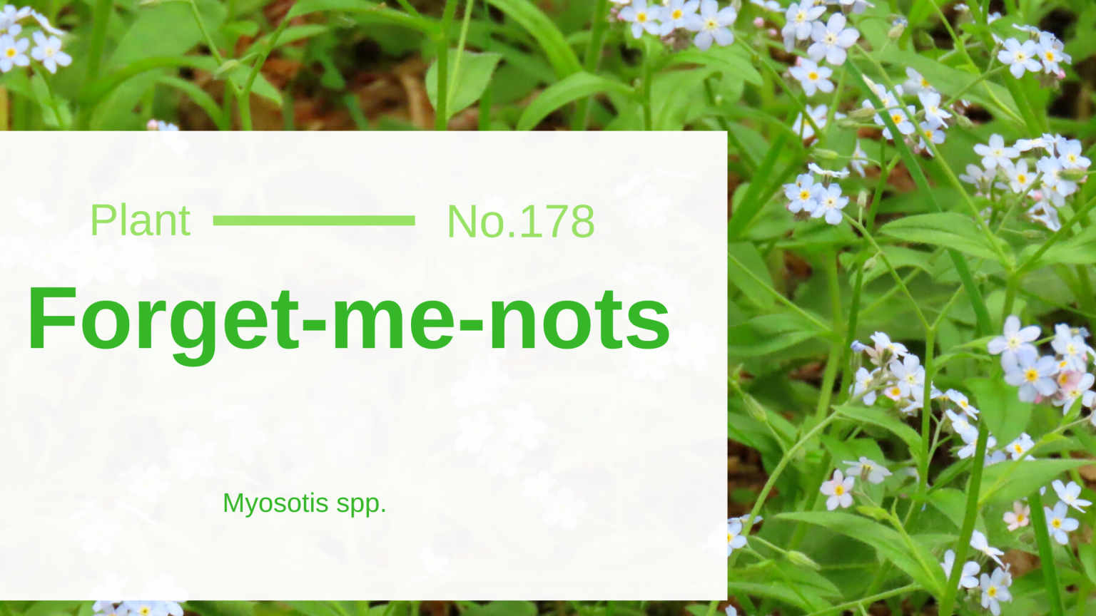 Forget-me-nots - Myosotis SPP.: Edible & Medicinal Uses of the Scorpion ...