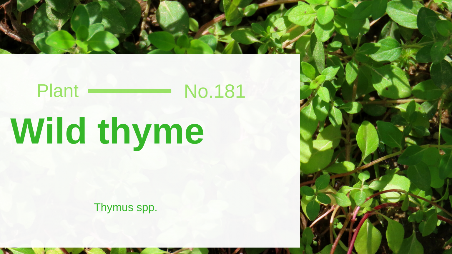 Wild Thyme – Thymus SPP.: Edible & Medicinal Uses of the Five-star Kitchen Herb - Song of the Woods