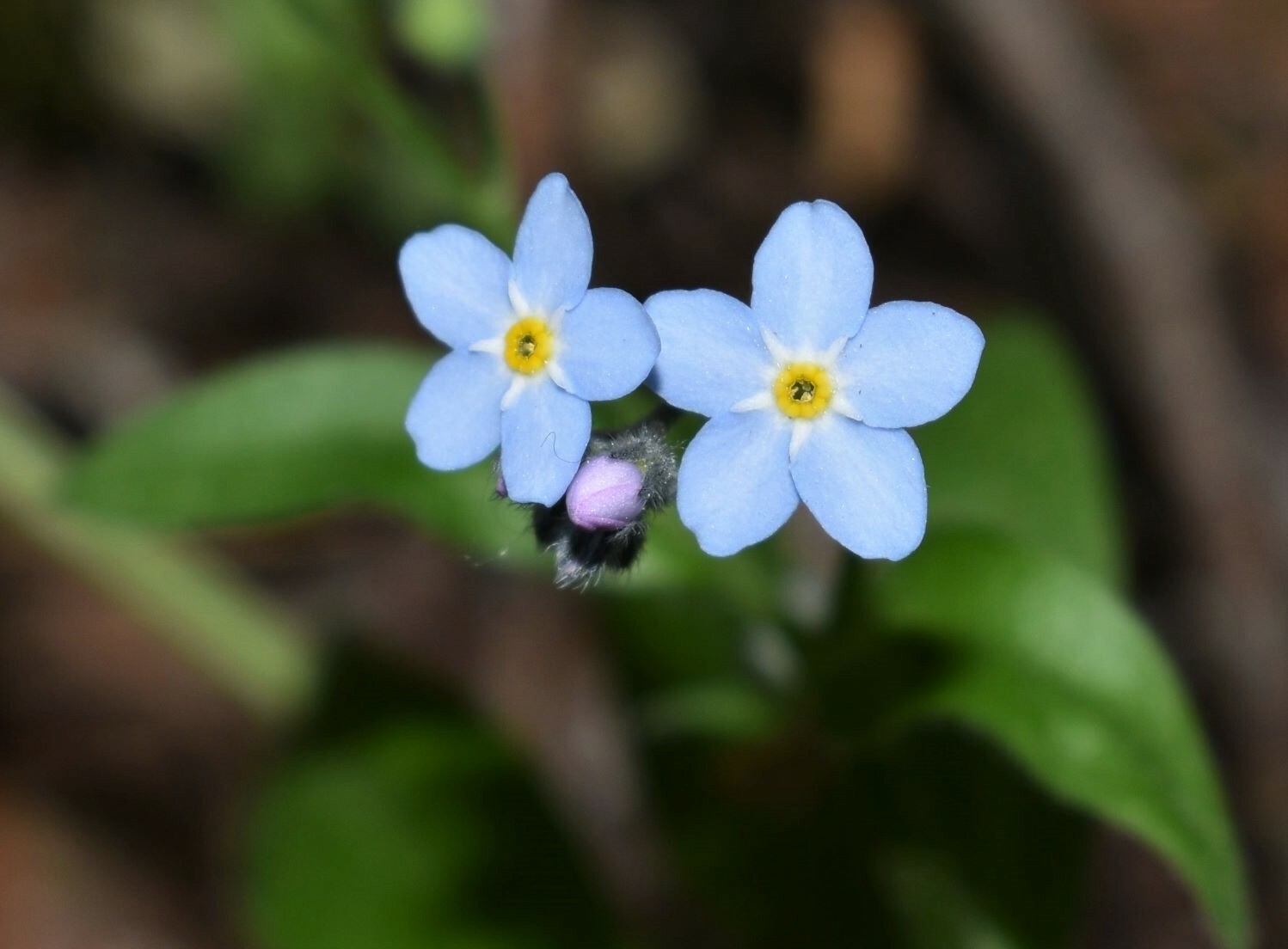 Forget-me-nots - Myosotis SPP.: Edible & Medicinal Uses of the Scorpion ...
