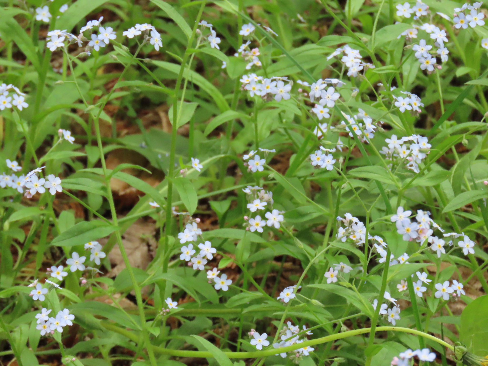 Forget-me-nots - Myosotis SPP.: Edible & Medicinal Uses of the Scorpion ...