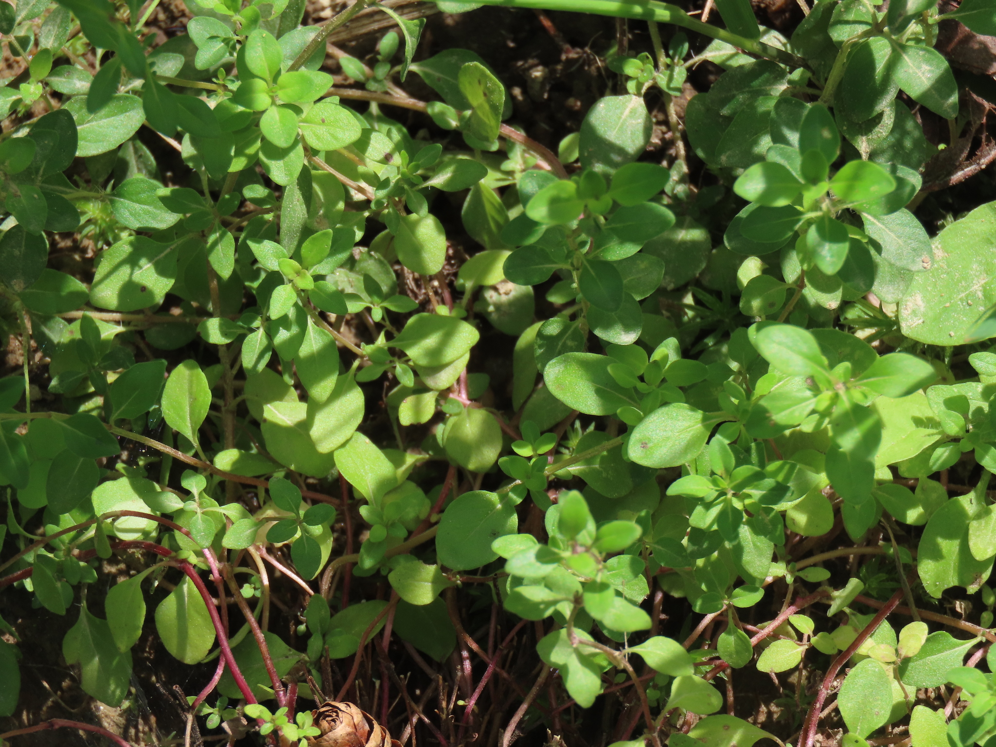 Wild Thyme – Thymus SPP.: Edible & Medicinal Uses of the Five-star ...