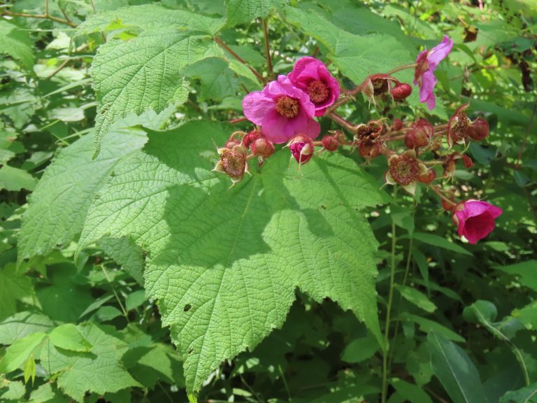 Purple-flowered Raspberry – Rubus Odoratus: Edible & Medicinal Uses of ...