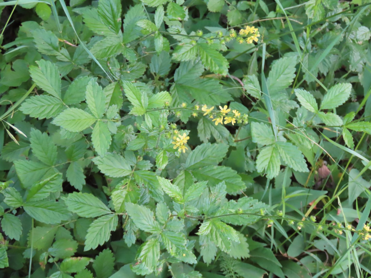 Agrimonies – Agrimonia SPP.: Edible & Medicinal Uses of the Stickseed ...