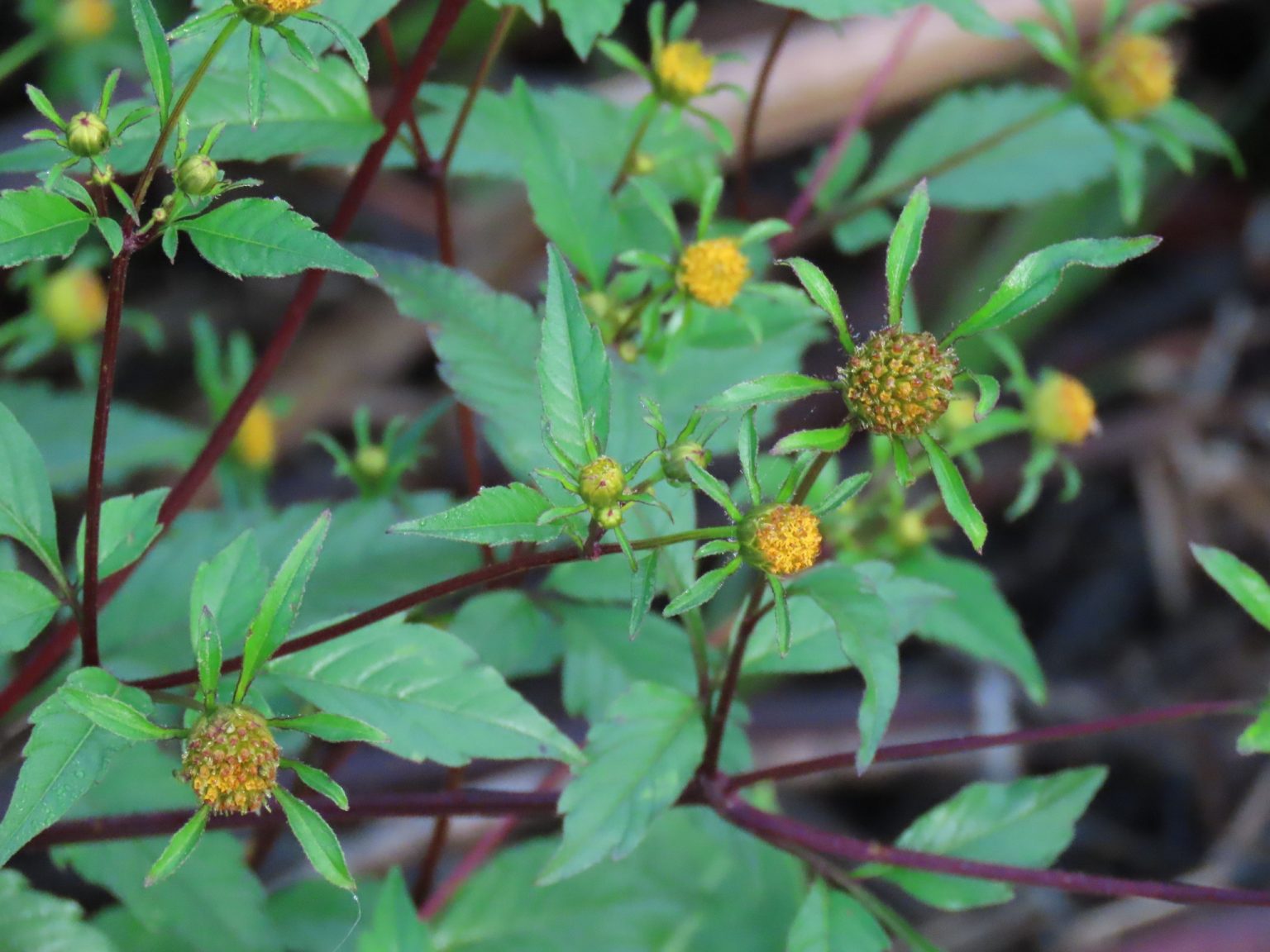 Beggarticks – Bidens SPP.: Edible & Medicinal Uses of the Burr ...