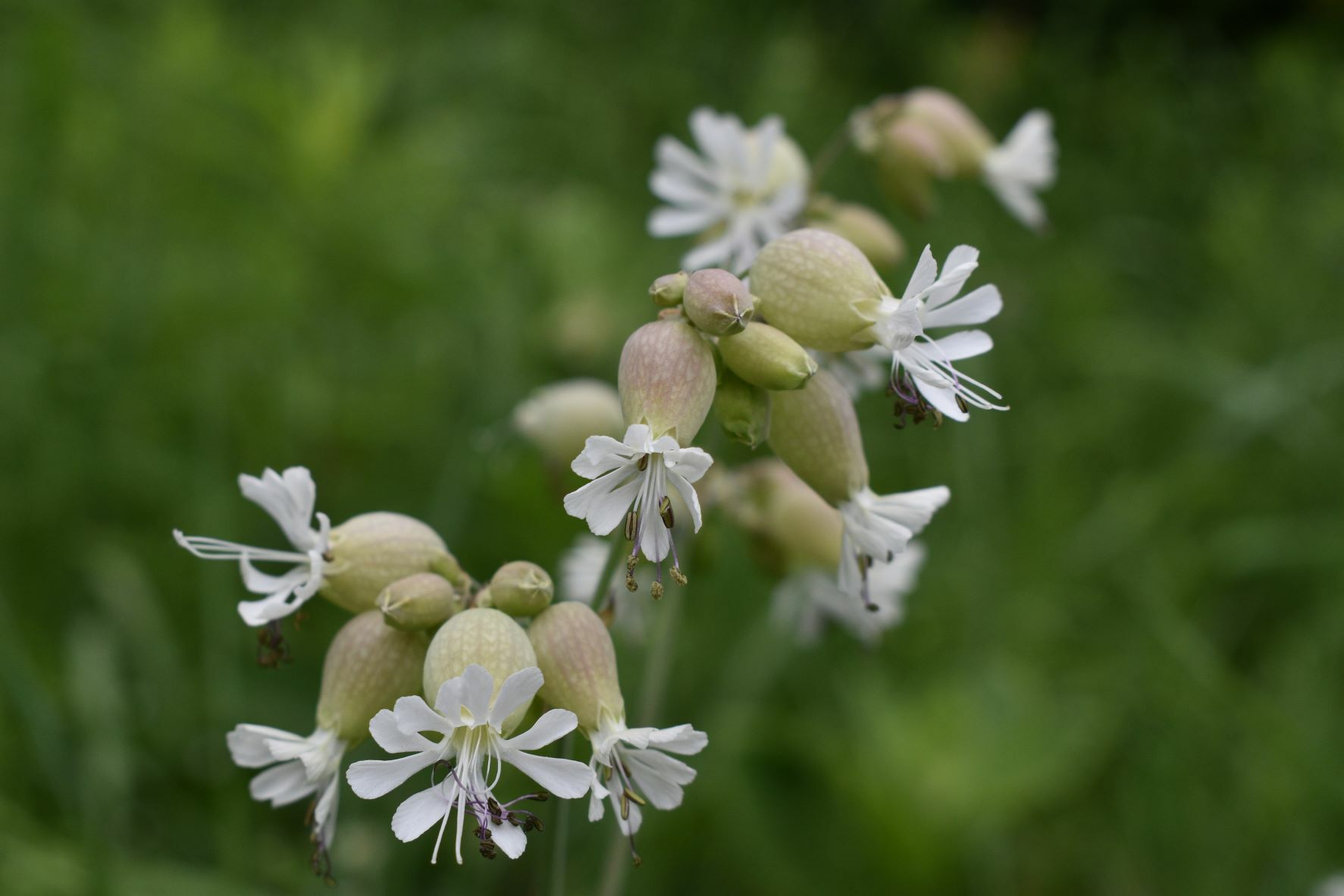Bladder Campion – Silene Vulgaris: Edible & Medicinal Uses of the Pea ...