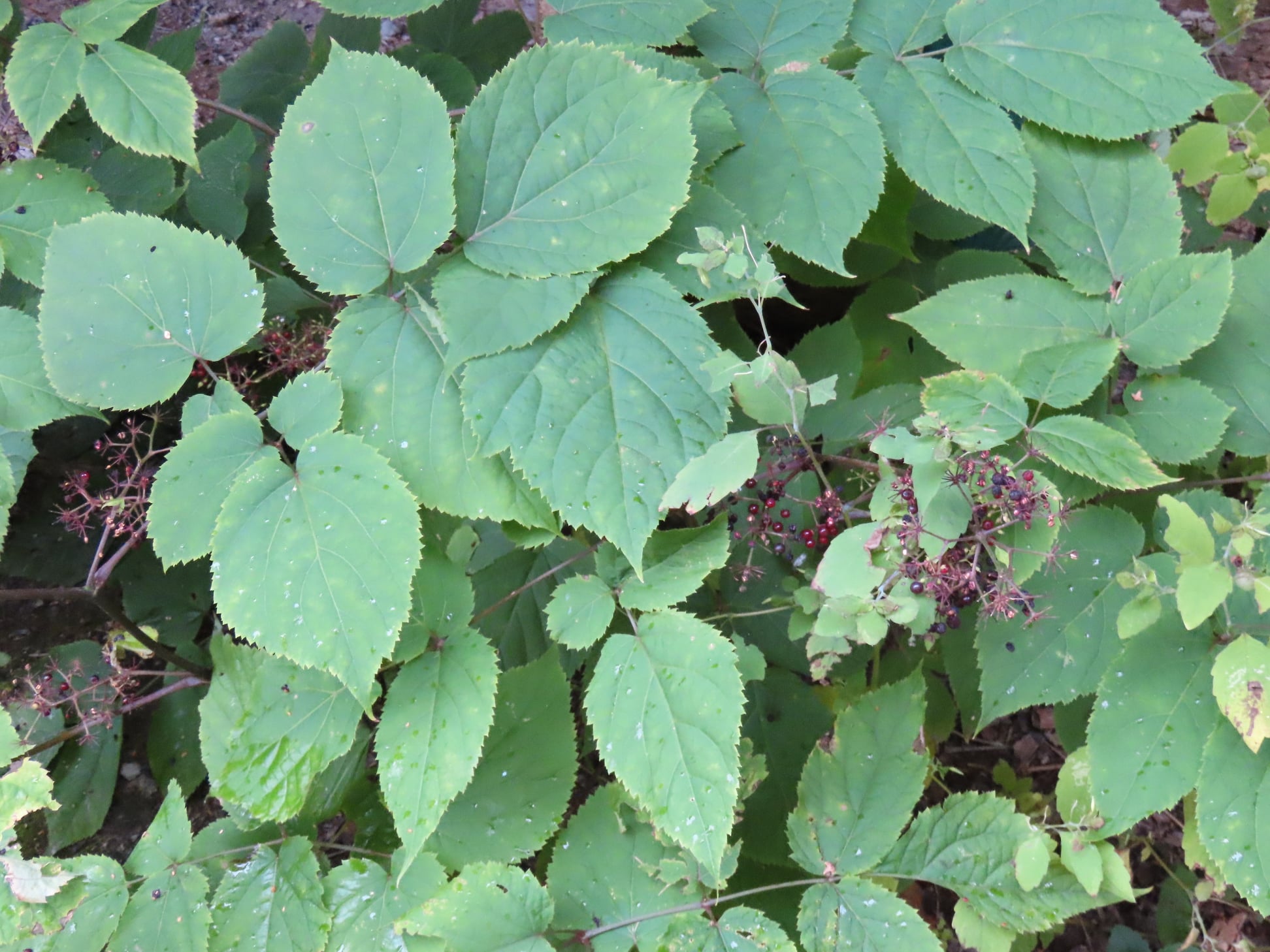 American Spikenard – Aralia Racemosa: Edible & Medicinal Uses of the ...