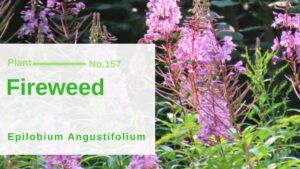 Fireweed - Epilobium Angustifolium: Edible & Medicinal Uses of the Fire ...
