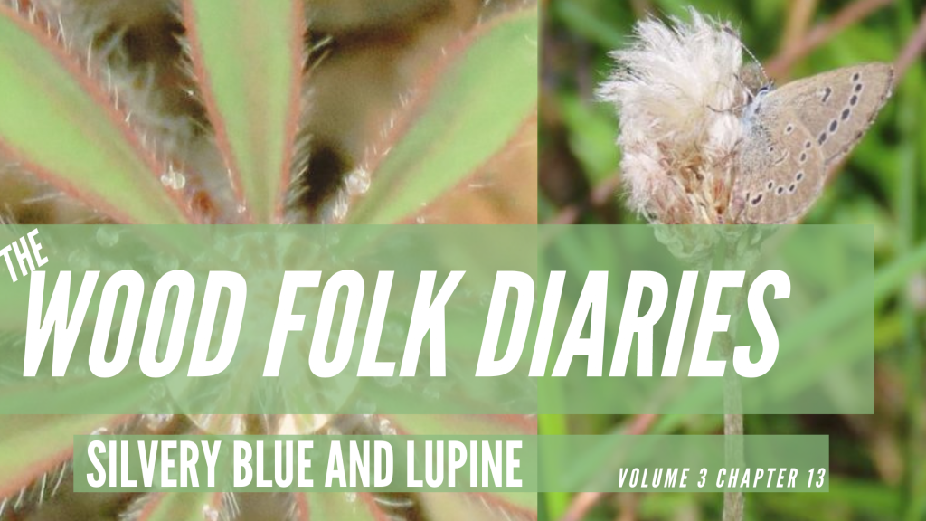 The Wood Folk Diaries: Volume 3, Chapter 13: Silvery Blue and Lupine - Song of the Woods