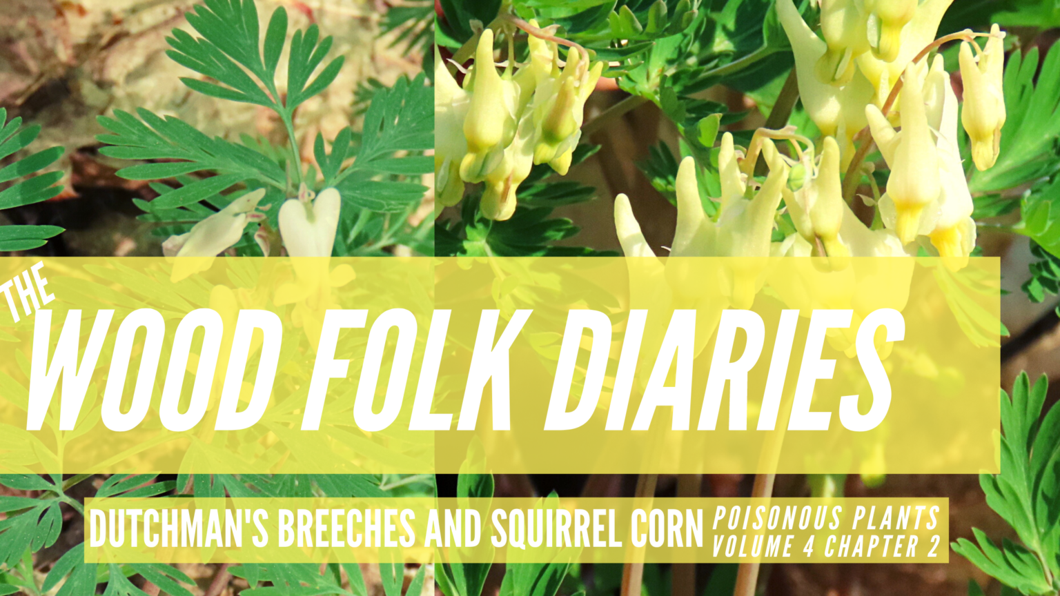 The Wood Folk Diaries: Volume 4 (Poisonous Plants), Chapter 2: Dutchman's Breeches and Squirrel ...