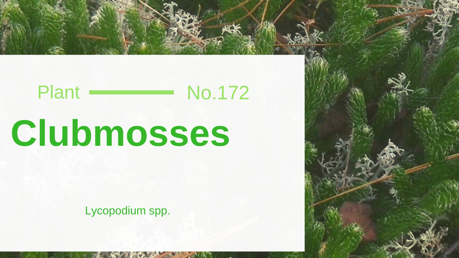 Clubmosses - Lycopodium SPP.: Edible & Medicinal Uses of the Not Really ...