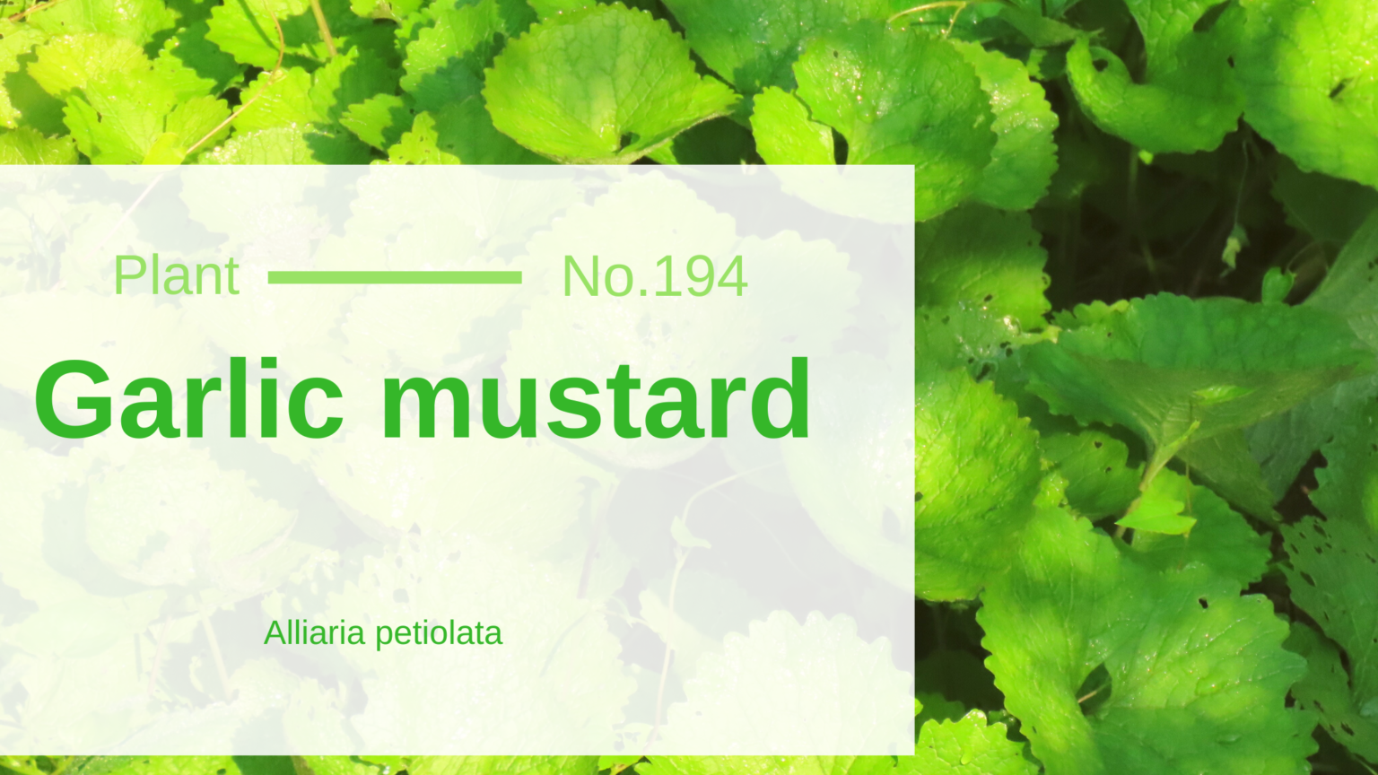 Garlic Mustard - Alliaria Petiolata: Edible & Medicinal Uses of A ...