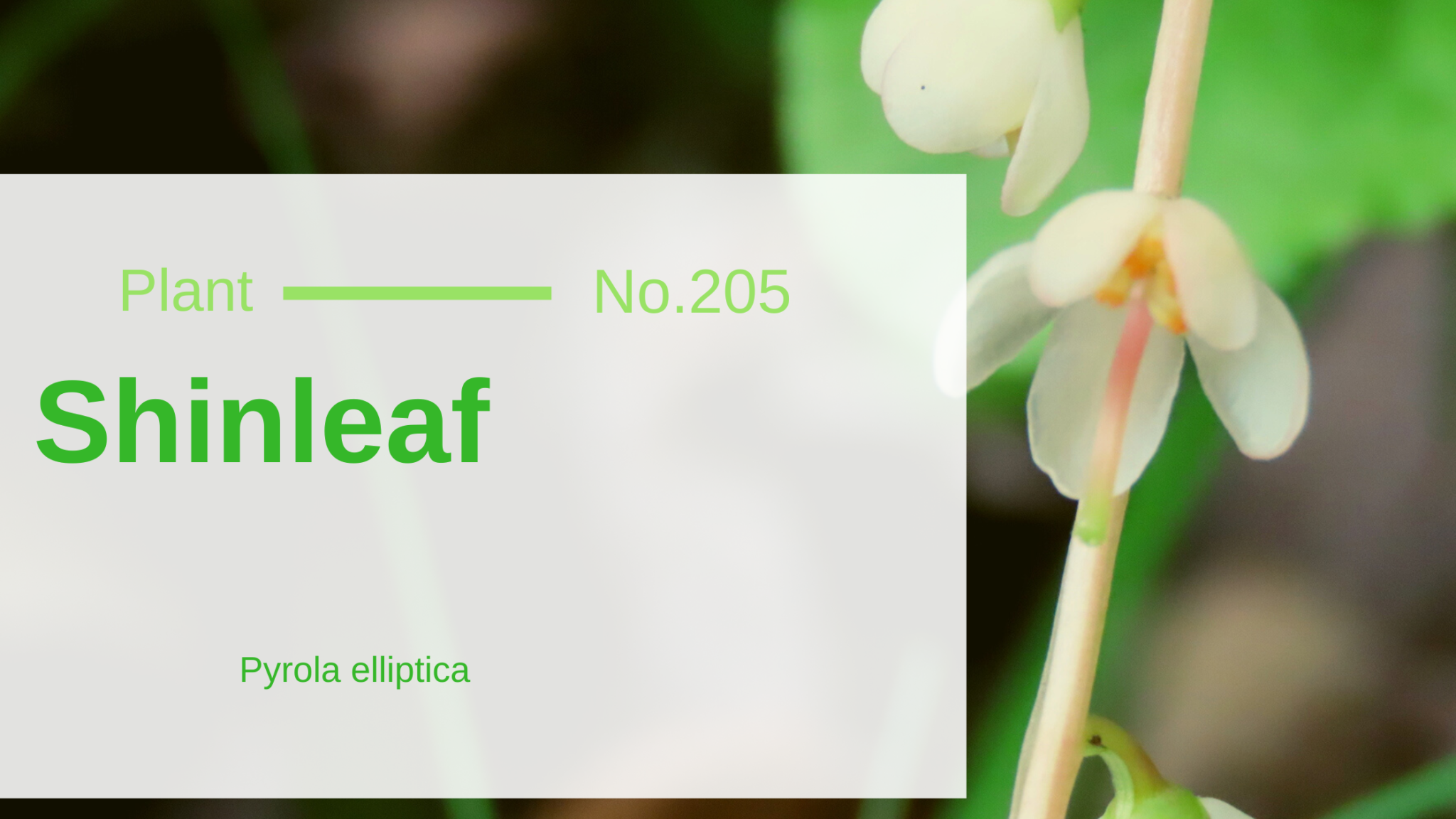 Shinleaf - Pyrola Elliptica: Medicinal Uses of a Lesser Known ...