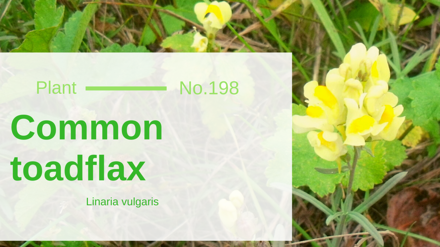 Common Toadflax - Linaria Vulgaris: Edible & Medicinal Uses of Wild ...