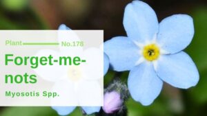 Forget-me-nots - Myosotis SPP.: Edible & Medicinal Uses of the Scorpion ...
