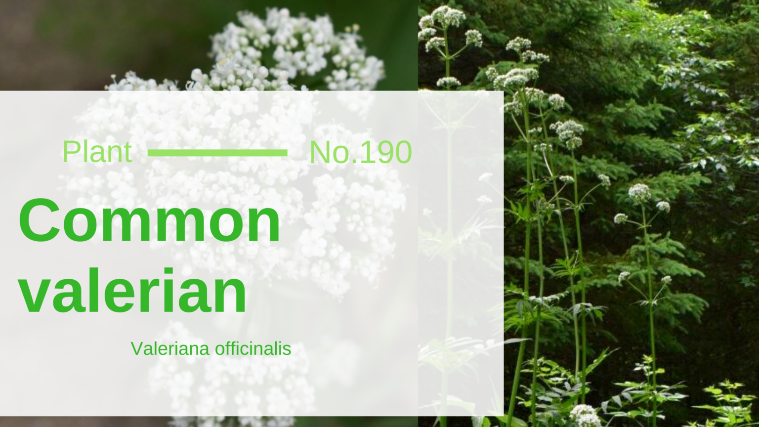 Common Valerian - Valeriana Officinalis: Edible & Medicinal Uses of the ...