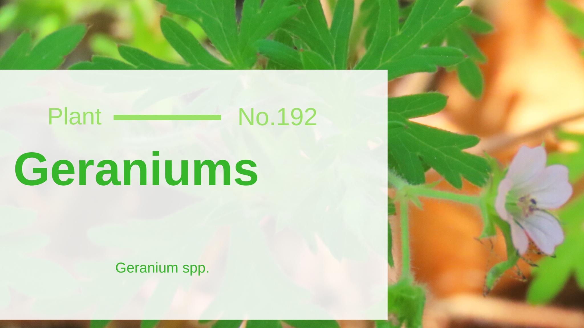 Wild Geraniums - Geranium SPP.: Edible & Medicinal Uses of One of the ...