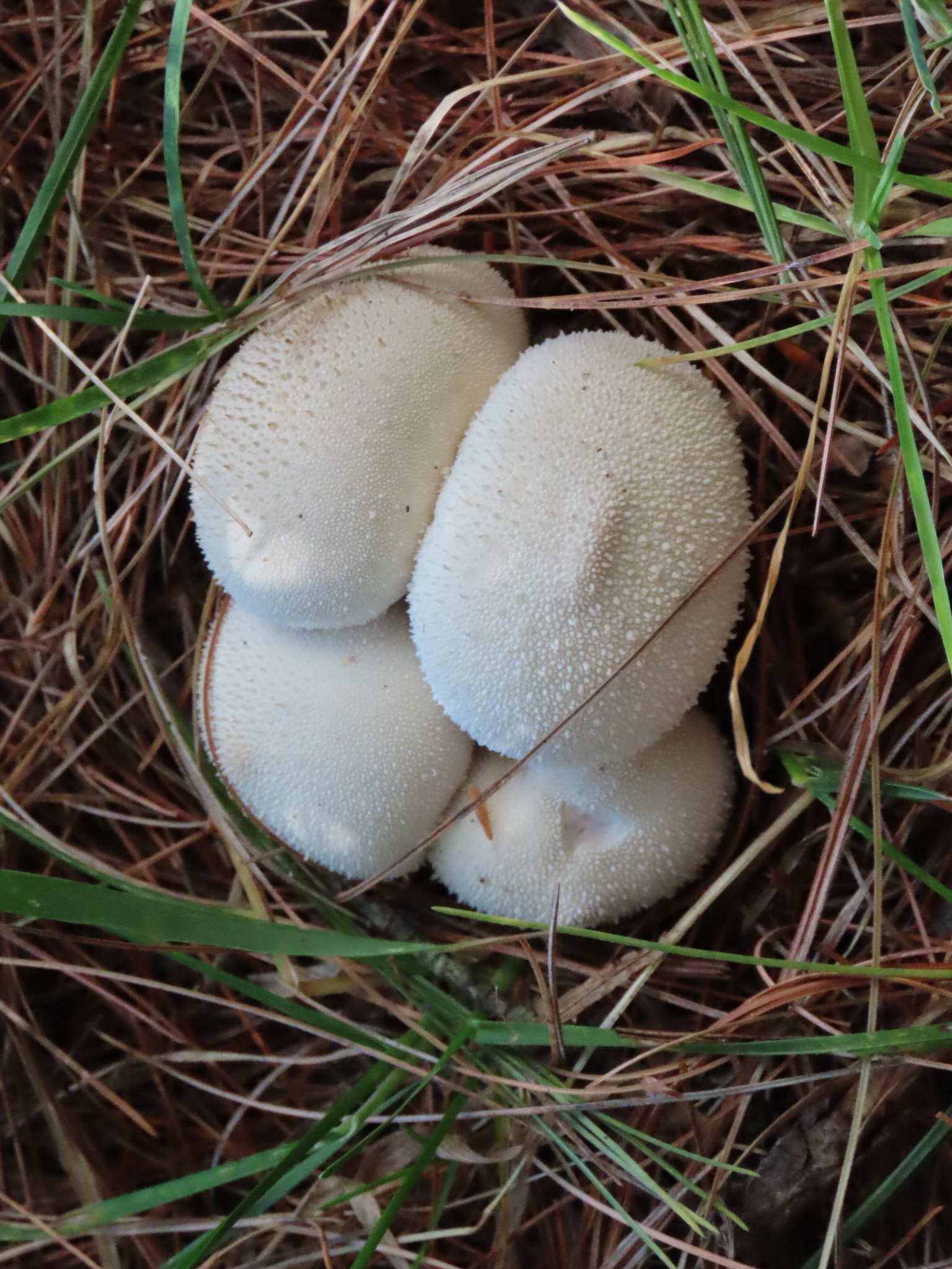 Puffballs - Lycoperdaceae SPP.: Edible and Other Uses of the Bland Marshmallow of Edible ...