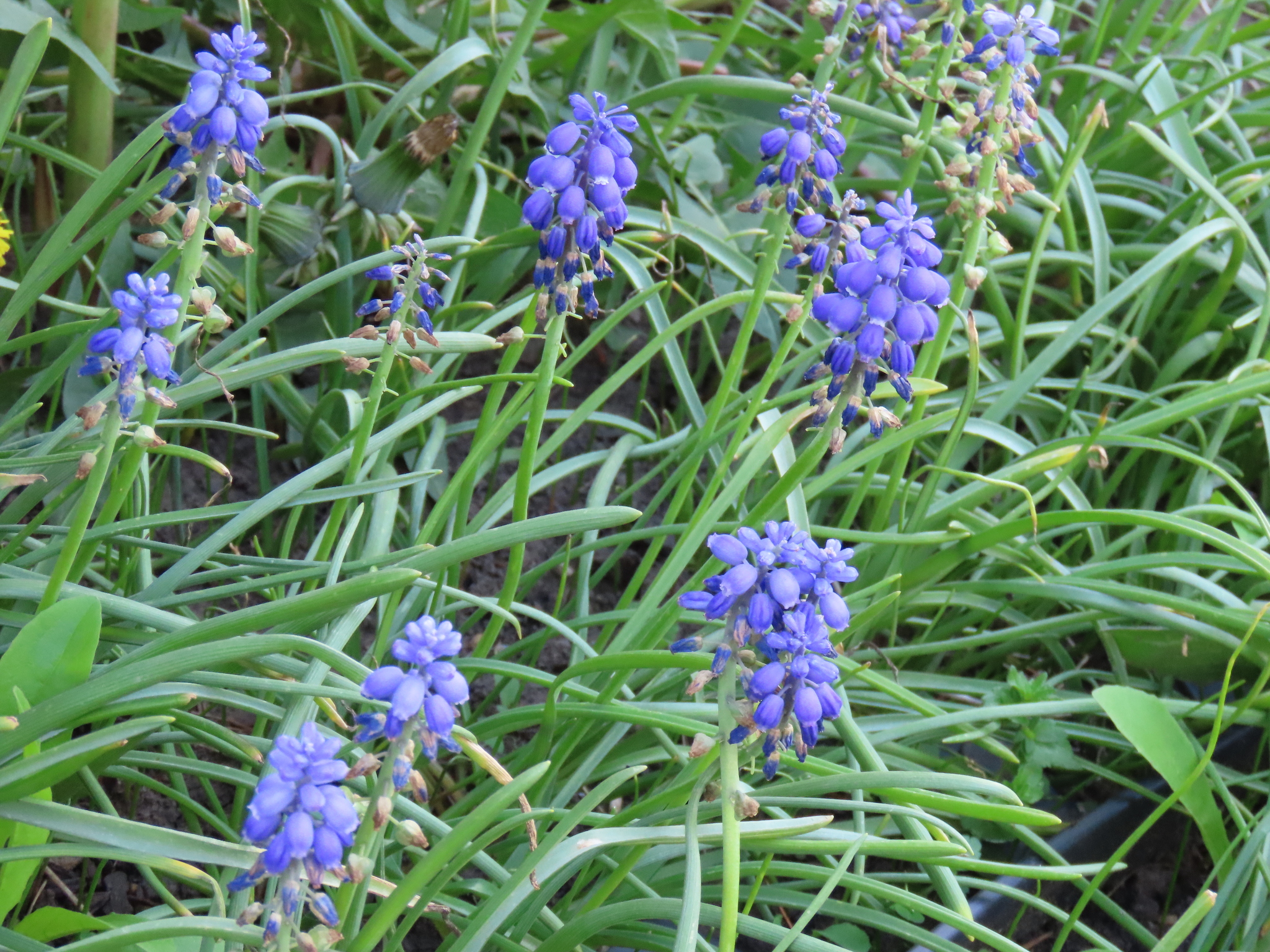 Common Grape Hyacinth - Muscari Botryoides: Edible & Alternative Uses ...