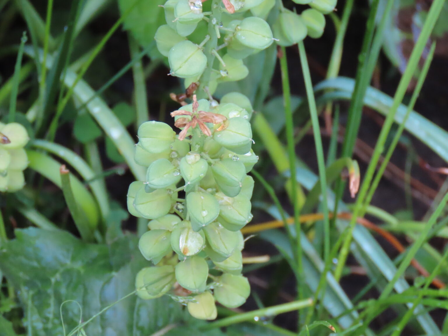 Common Grape Hyacinth - Muscari Botryoides: Edible & Alternative Uses ...