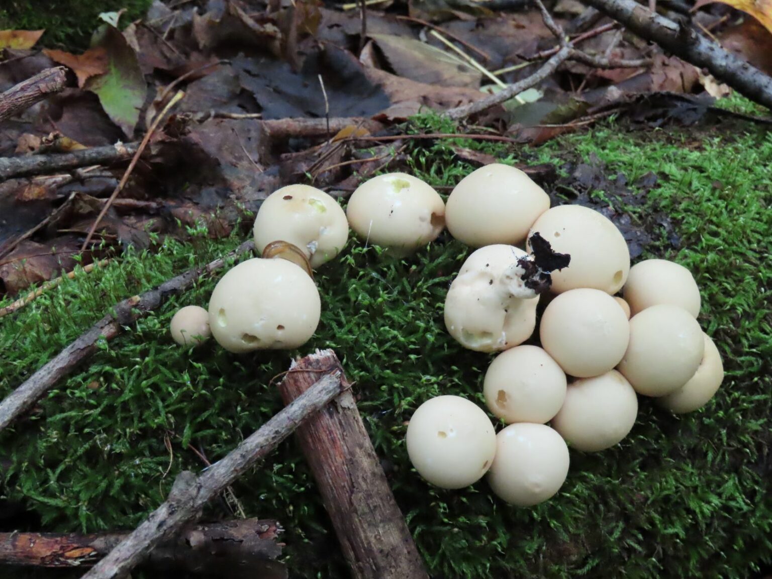 Puffballs - Lycoperdaceae SPP.: Edible and Other Uses of the Bland ...