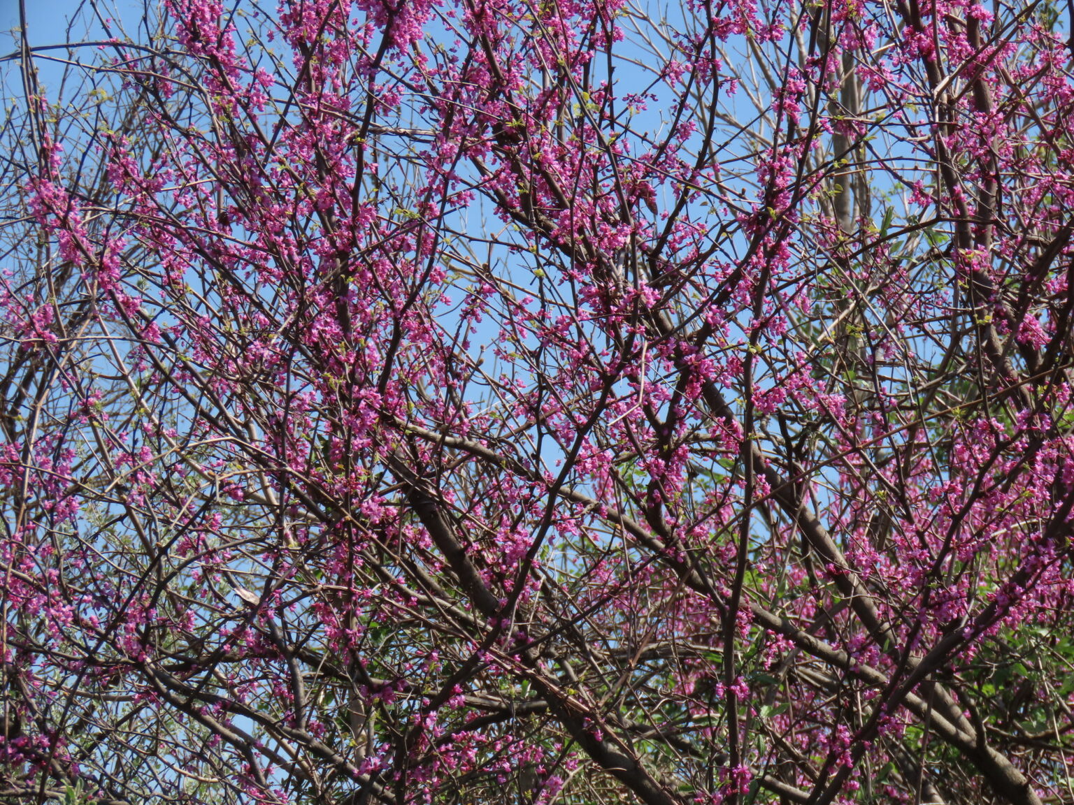 Eastern Redbud - Cercis Canadensis: Edible & Medicinal Uses of the ...