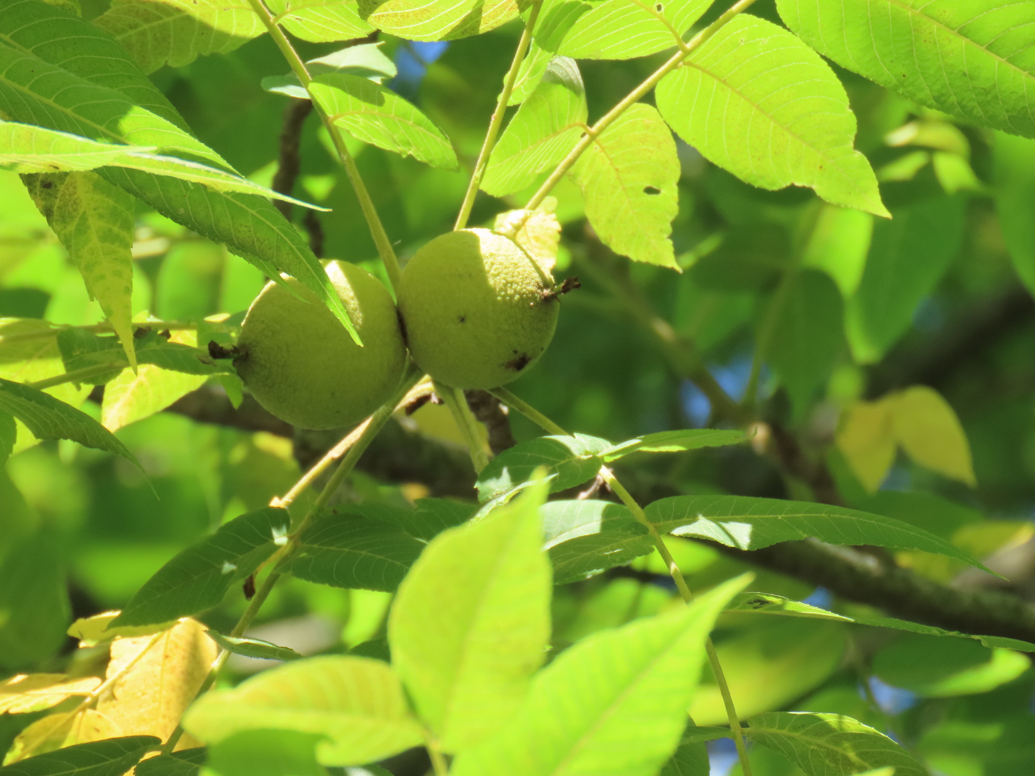 Walnut - Juglans Spp.: Edible & Medicinal Uses of a Highly Prized Wild ...